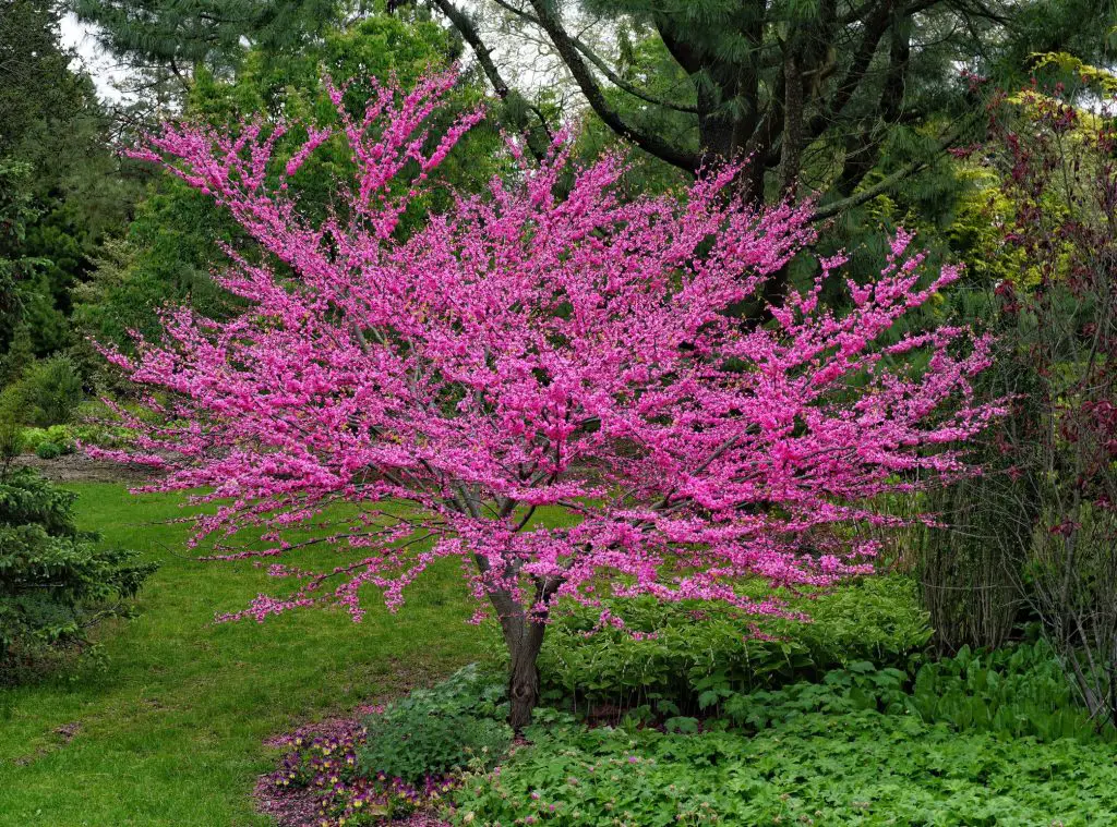 🌳 How to Grow the Judas Tree: The Ornamental Plant That Fights City ...