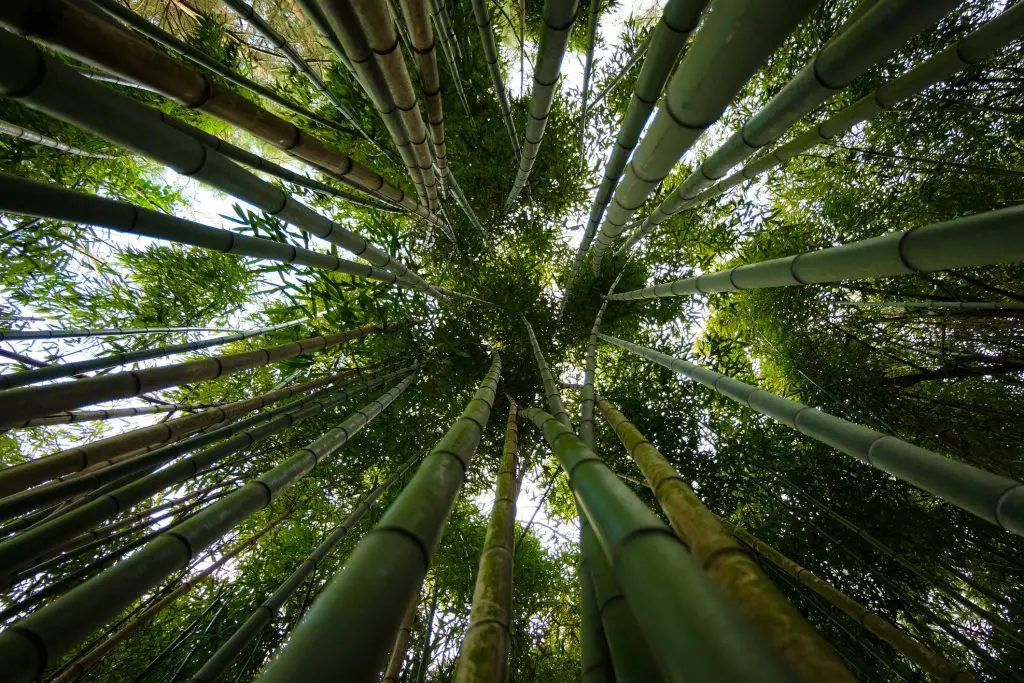 The Bamboo Crisis: From a Symbol of Longevity to a Threat to Your Home 🌿🏡 – Tipsin the Garden