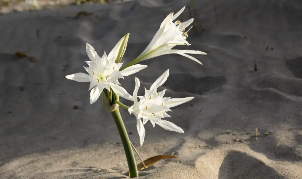 Sea Lily: The Stunning Coastal Flower That “Swims” 🌊🌿 – Tipsin the Garden