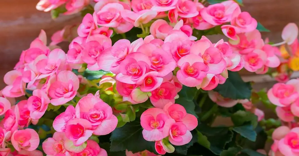 How to Grow Begonias in Pots: Tips for a Thriving Plant 🌿🌸 – Tipsin the ...