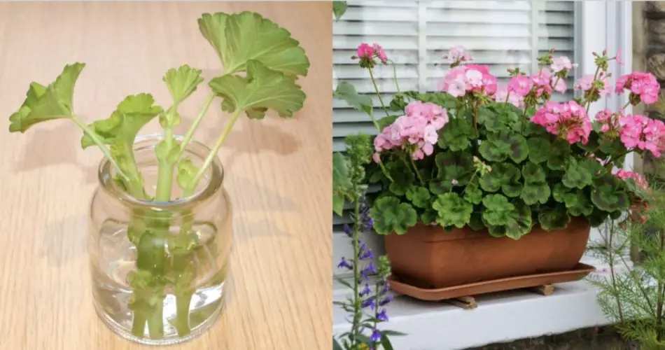 🌱 How to Make a Geranium Cutting in Water: Tips for Growing It Best ...