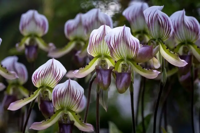🌸 The 5 Rarest Flowers in the World: What They Are and Where to See ...
