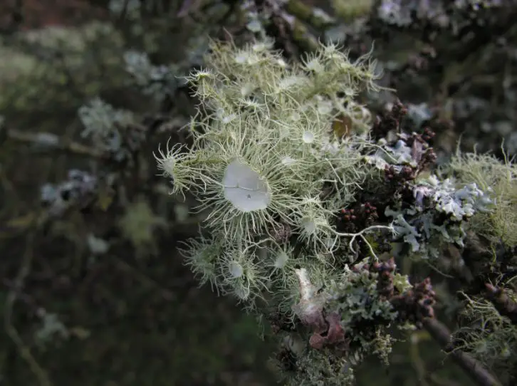 🌿 Usnea Florida: The Edible Lichen That is Also a Medicine – Tipsin the ...