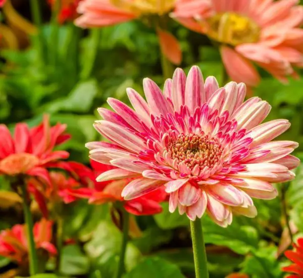 3 Reasons Why Geranium Leaves Turn Red and How to Fix It – Tipsin the ...